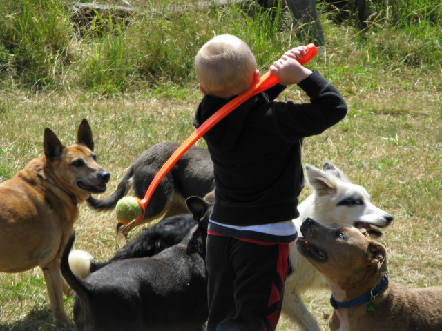 Well Balanced Dogs – Training, Rehabilitation & Education